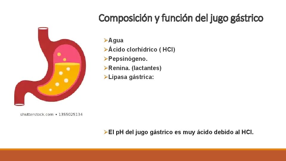 Sistema digestivo CIENCIAS NATURALES 8 BSICO PROFESORA CAMILA