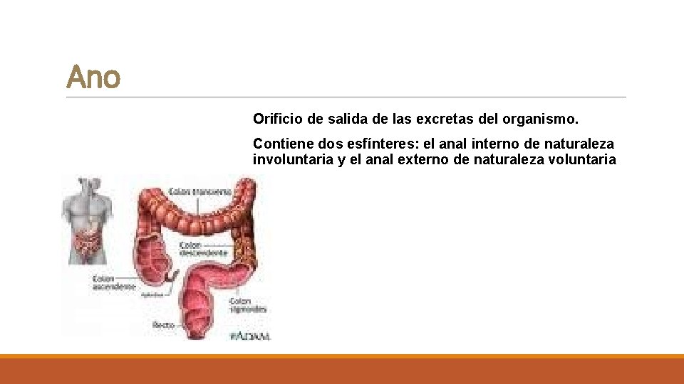 Sistema digestivo CIENCIAS NATURALES 8 BSICO PROFESORA CAMILA