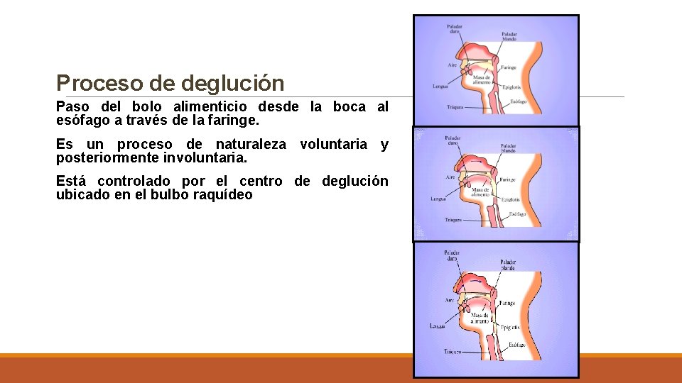 Sistema digestivo CIENCIAS NATURALES 8 BSICO PROFESORA CAMILA