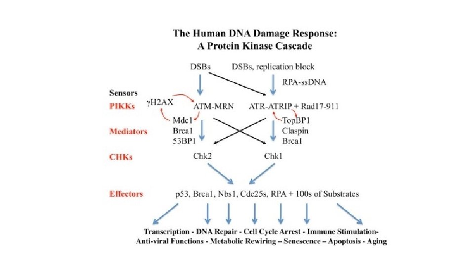 16 04 22 WOORI BAE How DNA Damage