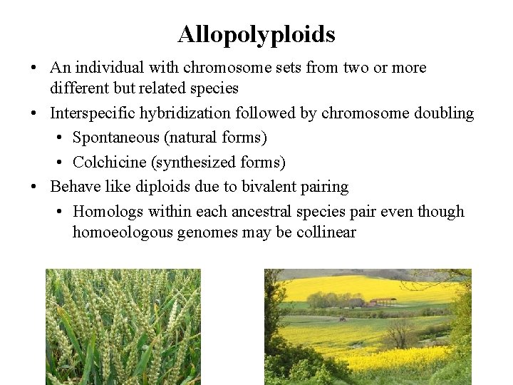 Ploidy so many options Triploid Haploid Allohexaploid Autotetraploid