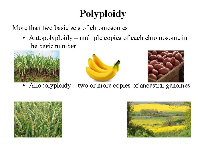 Ploidy so many options Triploid Haploid Allohexaploid Autotetraploid