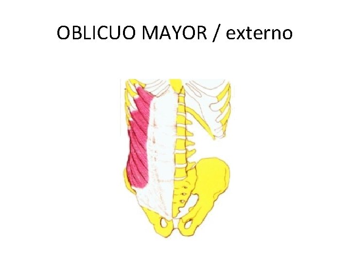 MSCULOS ESTERNOCLEIDOMASTOIDEO ESPLENIO DORSAL ANCHO TRAPECIO http www