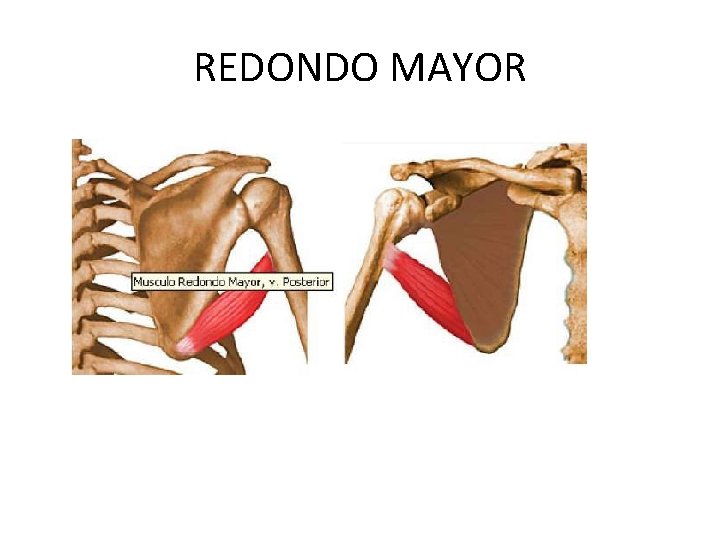 MSCULOS ESTERNOCLEIDOMASTOIDEO ESPLENIO DORSAL ANCHO TRAPECIO http www