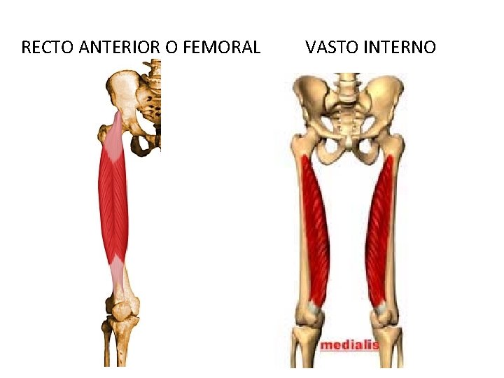 MSCULOS ESTERNOCLEIDOMASTOIDEO ESPLENIO DORSAL ANCHO TRAPECIO http www