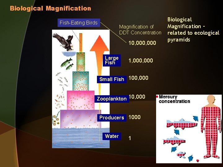 Chapter 3 The Biosphere Section 3 1 What