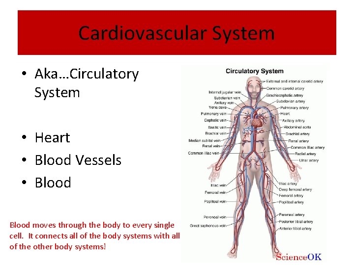 Circulatory System Blood and Lymph Systems Cardiovascular System