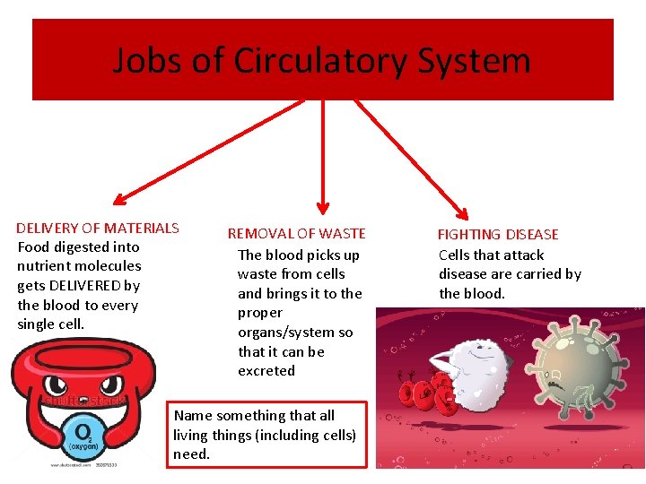 Circulatory System Blood and Lymph Systems Cardiovascular System