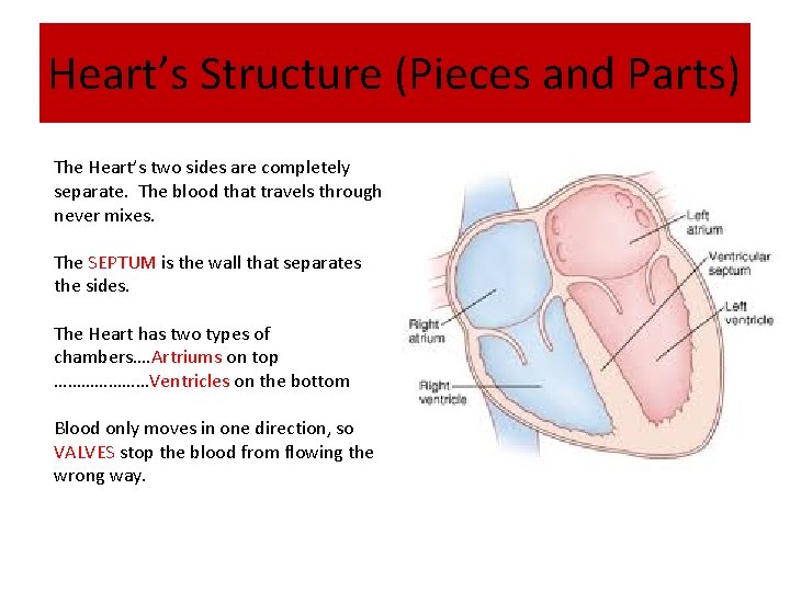 Circulatory System Blood and Lymph Systems Cardiovascular System