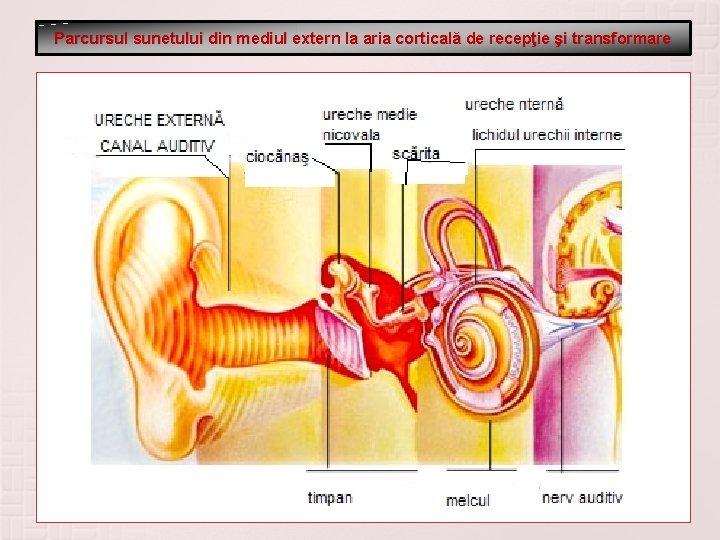 COLEGIUL POLITEHNIC DIN MUN CHIINU Analizatorii auditiv i