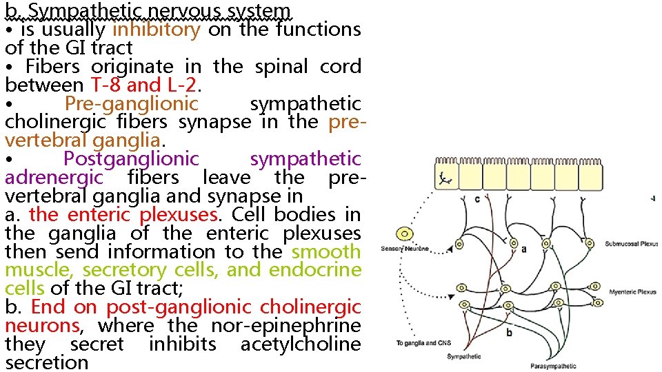 Gastrointestinal Physiology Structure and Innervation of the ...