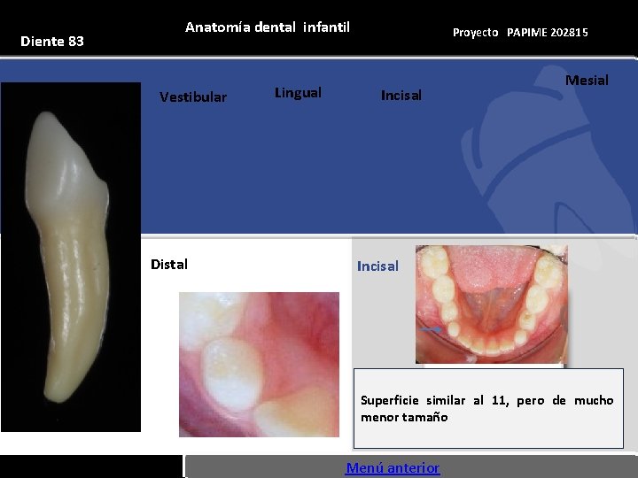 Anatoma dental infantil 51 Proyecto PAPIME 202815 Dra