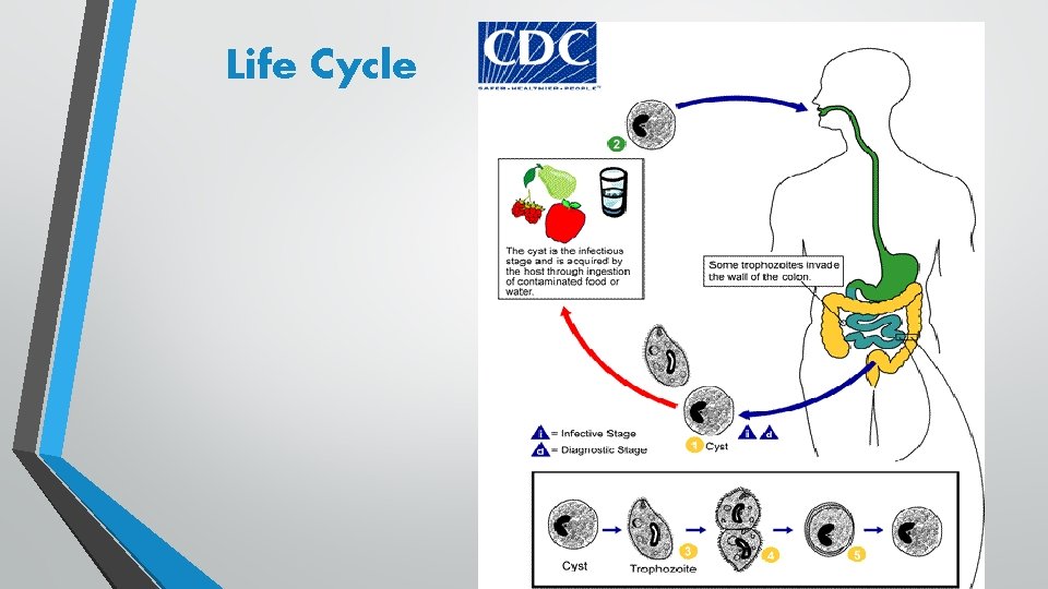 Blantidium coli BY T Moudy Bin Saleh Blantidium
