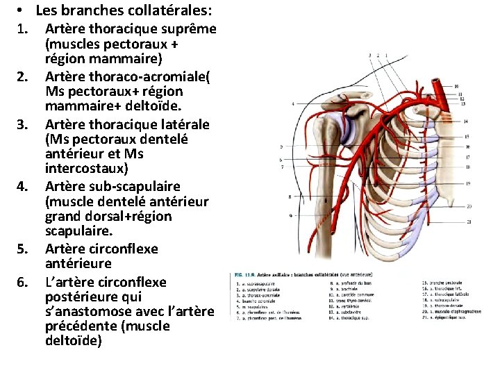 La vascularisation du membre suprieur Introduction Artres sont