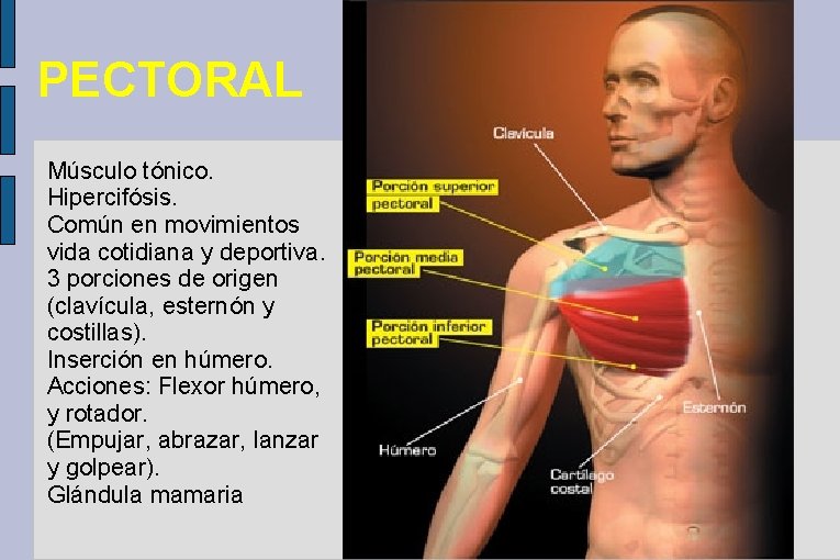PECTORAL Msculo tnico Hipercifsis Comn en movimientos vida