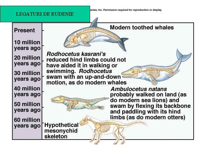 Teorii privind evolutia vietii Factorii evolutiei Competenele lectiei