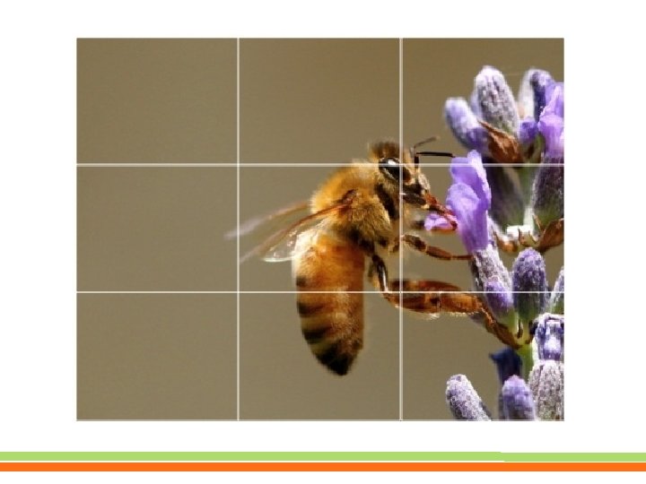 PHOTOGRAPHY Capture the moment Dominant Subject The eye