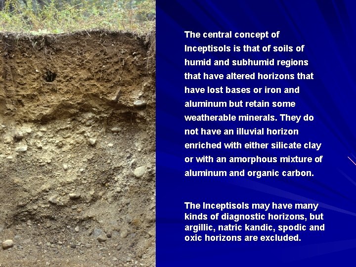 Order 12 Suborder 65 Great Group 250 Subgroup