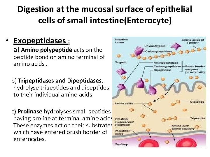 Digestion Absorption of Proteins Lecture by Dr Samia