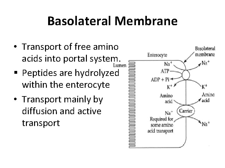 Digestion Absorption of Proteins Lecture by Dr Samia