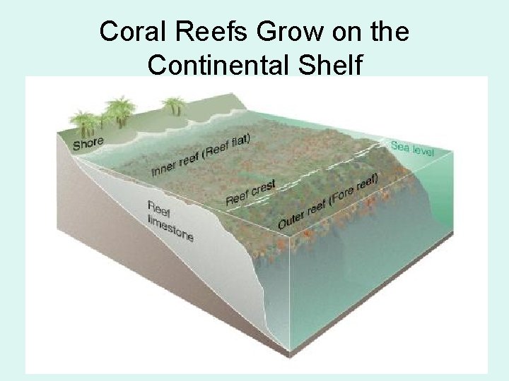 Honors Marine Biology Module 11 Coral Reefs Class