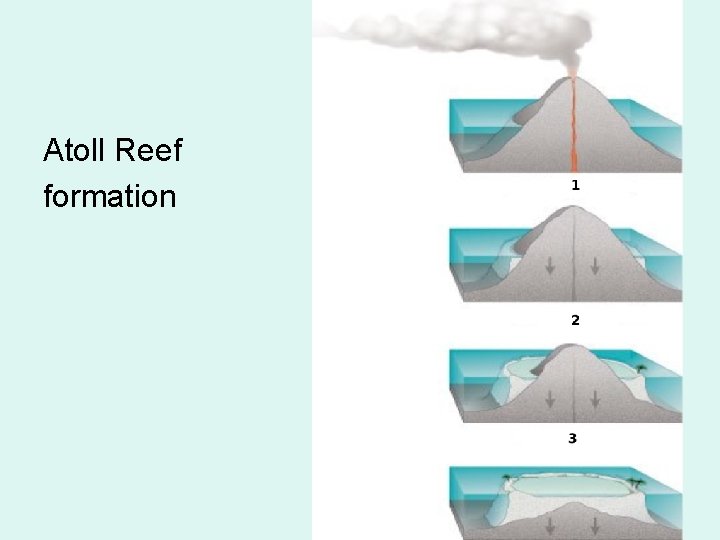 Honors Marine Biology Module 11 Coral Reefs Class