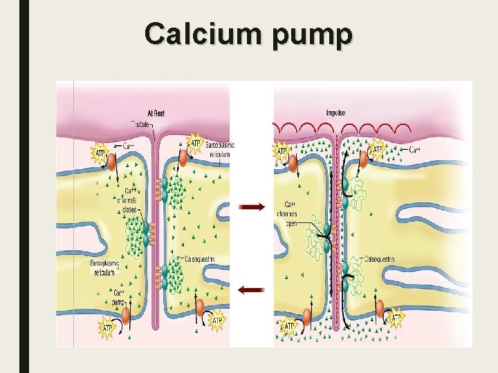 TRANSPORT ACROSS CELL MEMBRANE SPECIFIC LEARNING OBJECTIVES Define