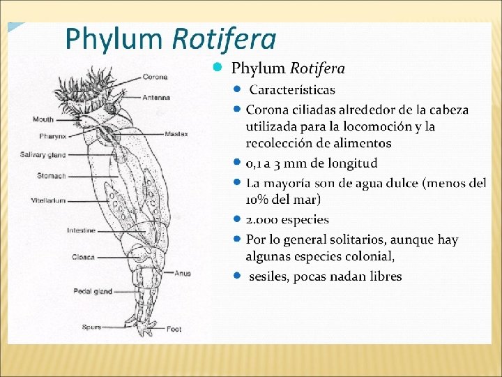 PHYLUM ROTFERA ROTFEROS FILO ROTFEROS El nombre de