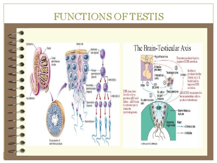 TESTICULAR CANCER NUR BKE ABUK MGE GLER VIOLA