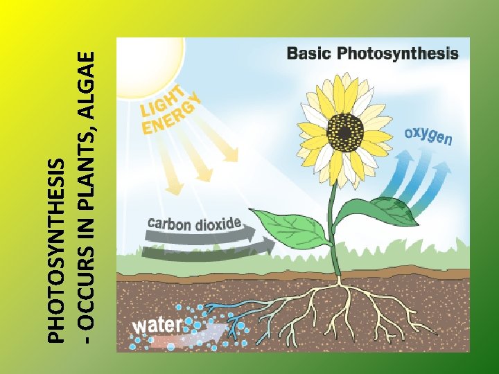 Cell Energy PHOTOSYNTHESIS OCCURS IN PLANTS ALGAE EnergyStoring