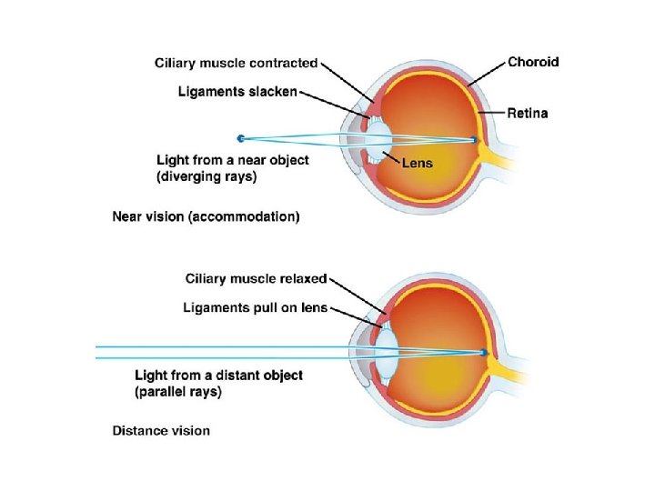 The Senses Sensory Receptors Five general categories Pain