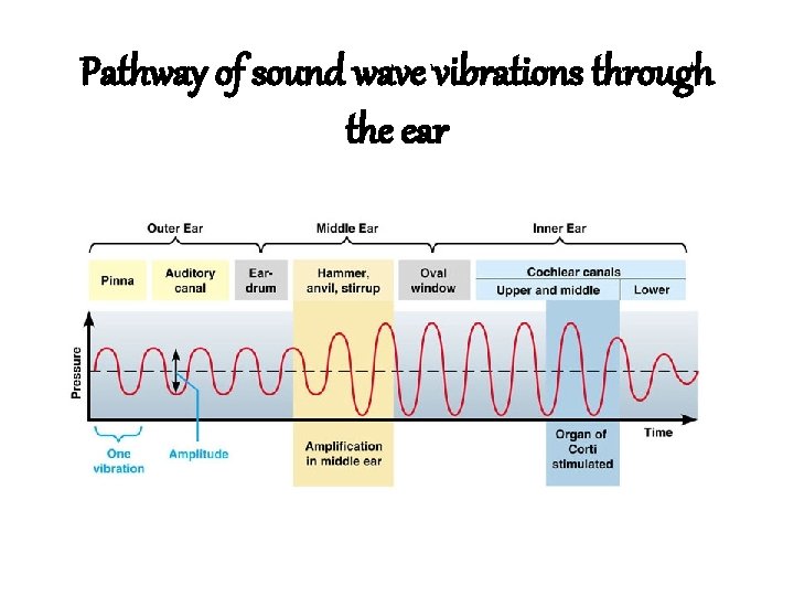 The Senses Sensory Receptors Five general categories Pain