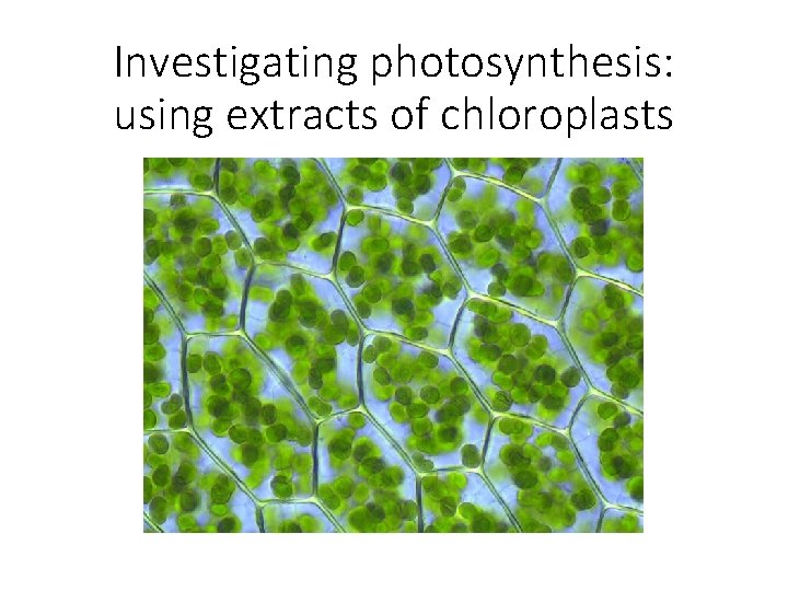 Investigating photosynthesis using extracts of chloroplasts Using isolated