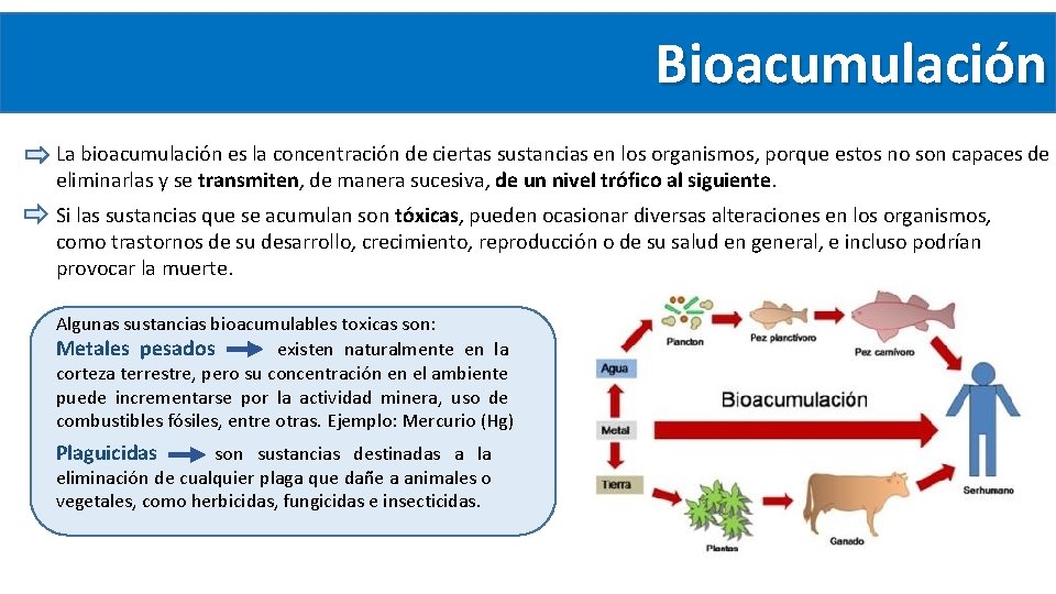 Materia y energa en los ecosistemas II I