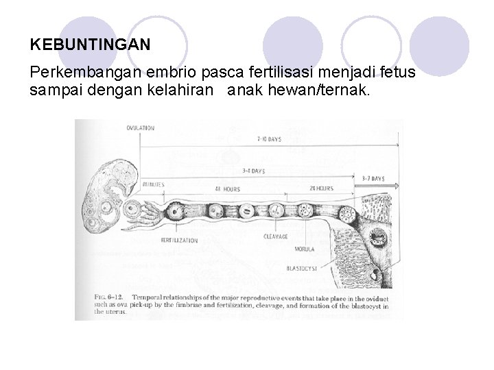 KEBUNTINGAN KEBUNTINGAN Perkembangan embrio pasca fertilisasi menjadi fetus