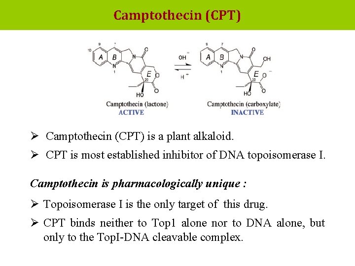 Decreased Camptothecin Sensitivity of Cancer StemLike cell Population