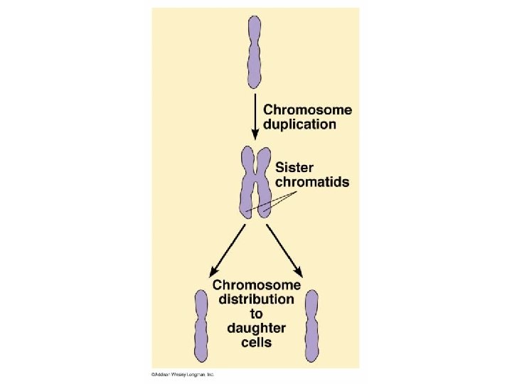 Chapter 8 Cell Division Mitosis and Meiosis Asexual