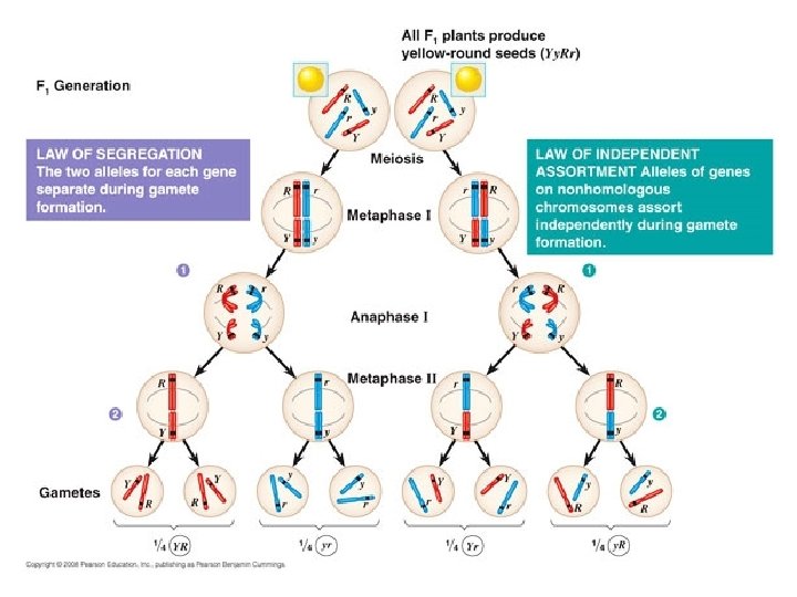 Chapter 8 Cell Division Mitosis and Meiosis Asexual