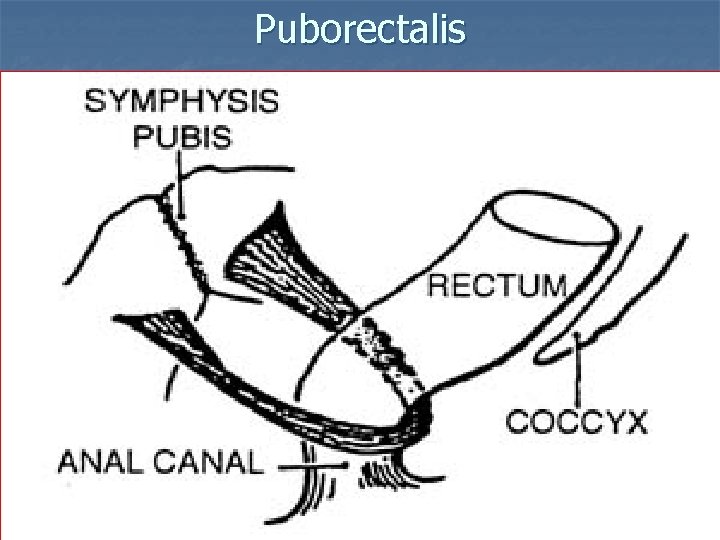 BY Dr Omar Abd AL Rheem Surgical Anatomy