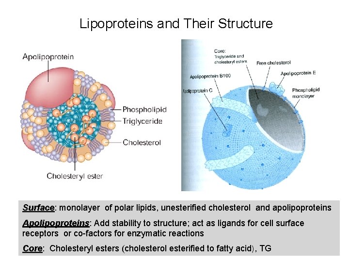 Lipid Lowering Agents Hamid Boulares Ph D Department