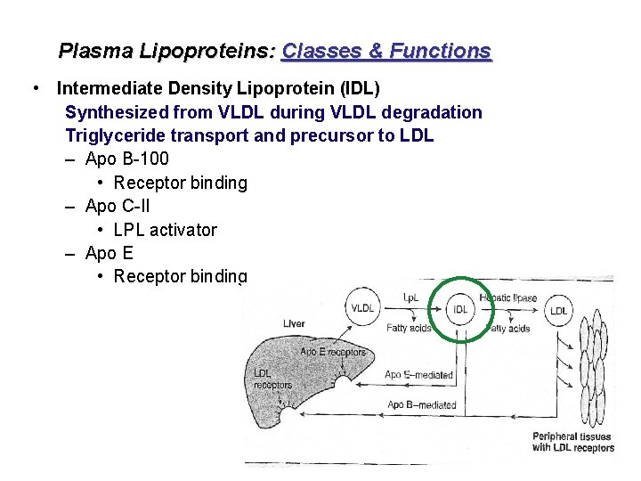 Lipid Lowering Agents Hamid Boulares Ph D Department