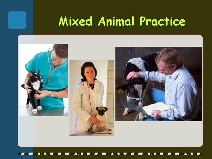 Veterinary Medicine Whats it all about Areas of