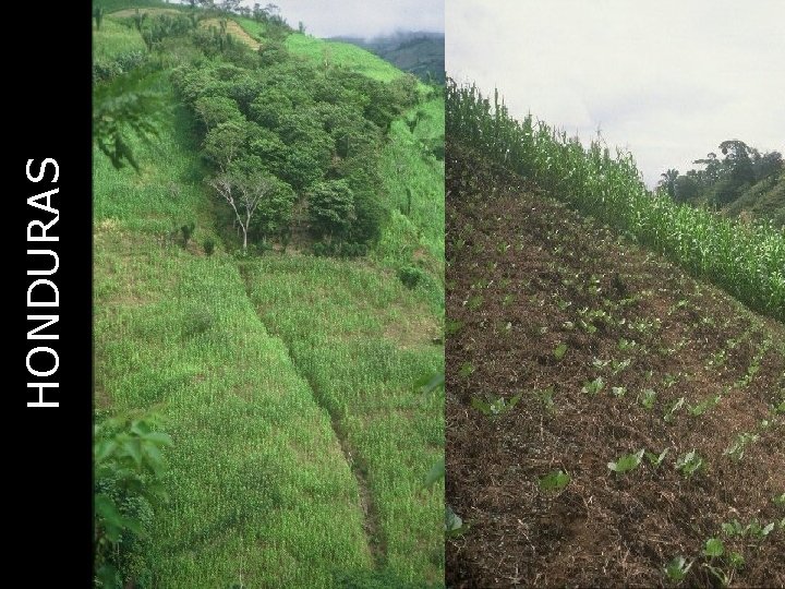 Bill Raun OSU BS 1979 OSU MS 1982