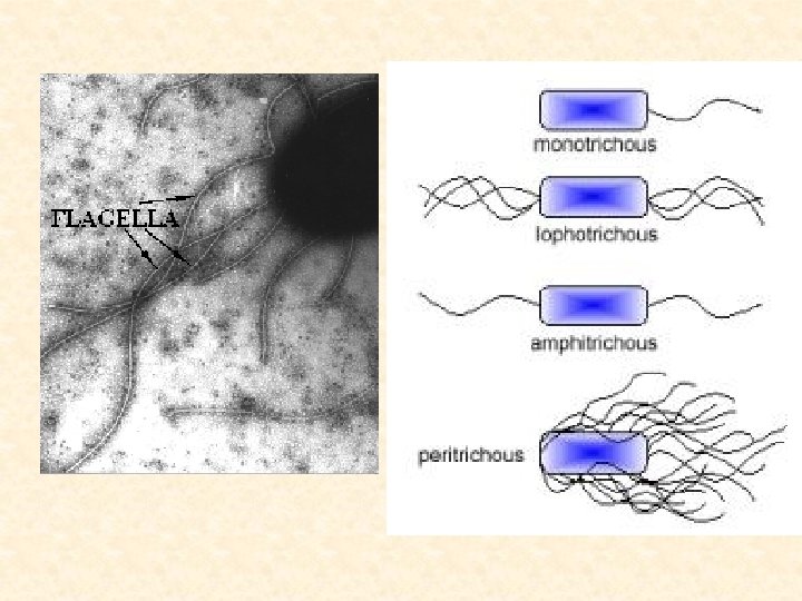 BAKTERI STANDAR KOMPETENSI Memahami prinsipprinsip pengelompokkan ...