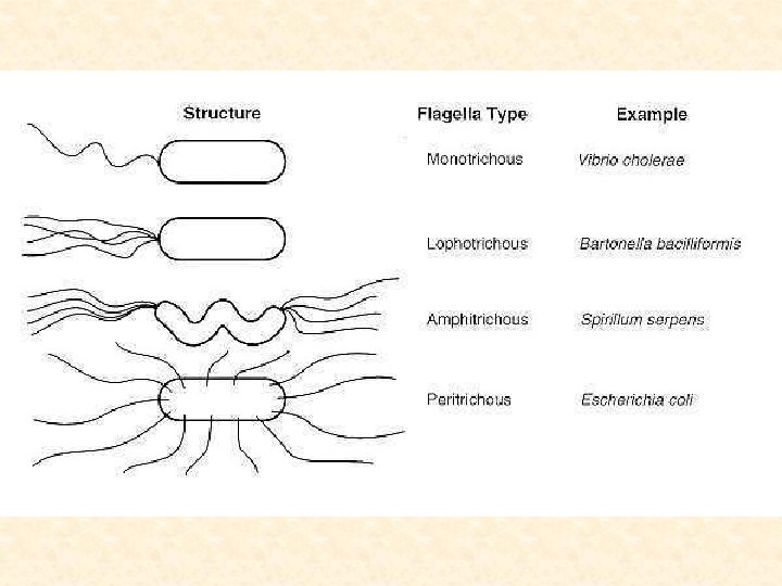 BAKTERI STANDAR KOMPETENSI Memahami prinsipprinsip pengelompokkan ...