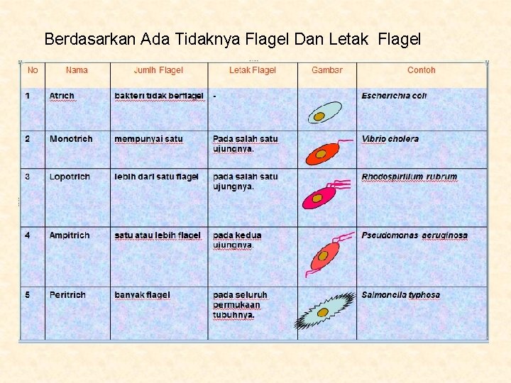 BAKTERI STANDAR KOMPETENSI Memahami prinsipprinsip pengelompokkan ...