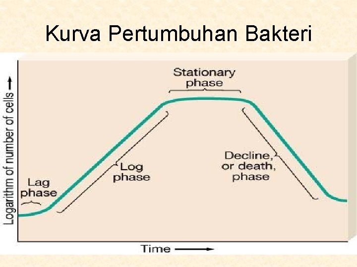BAKTERI STANDAR KOMPETENSI Memahami prinsipprinsip pengelompokkan ...