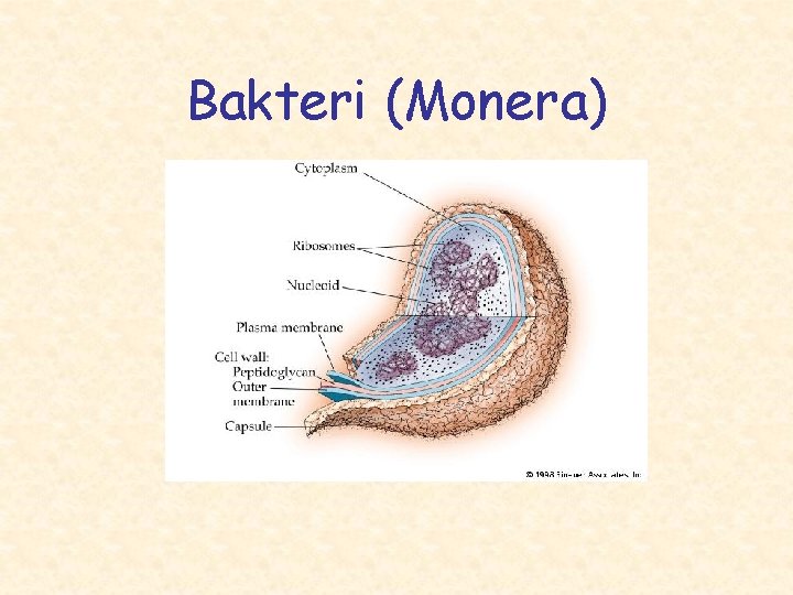 BAKTERI STANDAR KOMPETENSI Memahami prinsipprinsip pengelompokkan ...