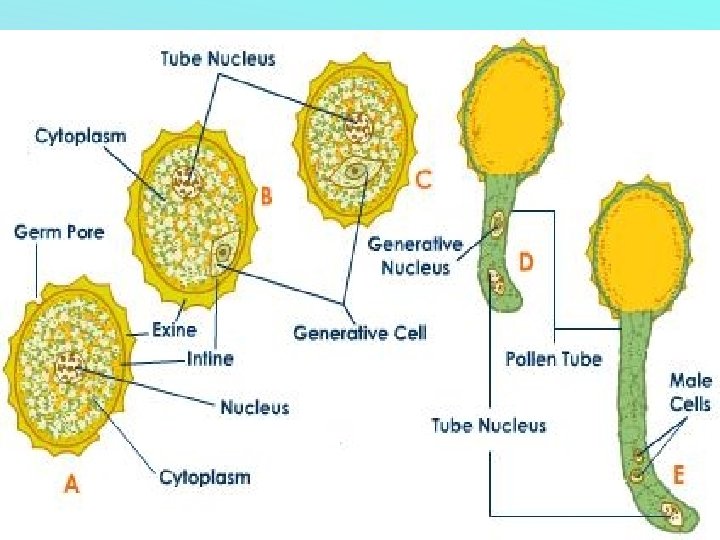 SEXUAL REPRODUCTION IN FLOWERING PLANTS Flower A fascinating