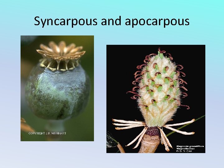 SEXUAL REPRODUCTION IN FLOWERING PLANTS Flower A fascinating